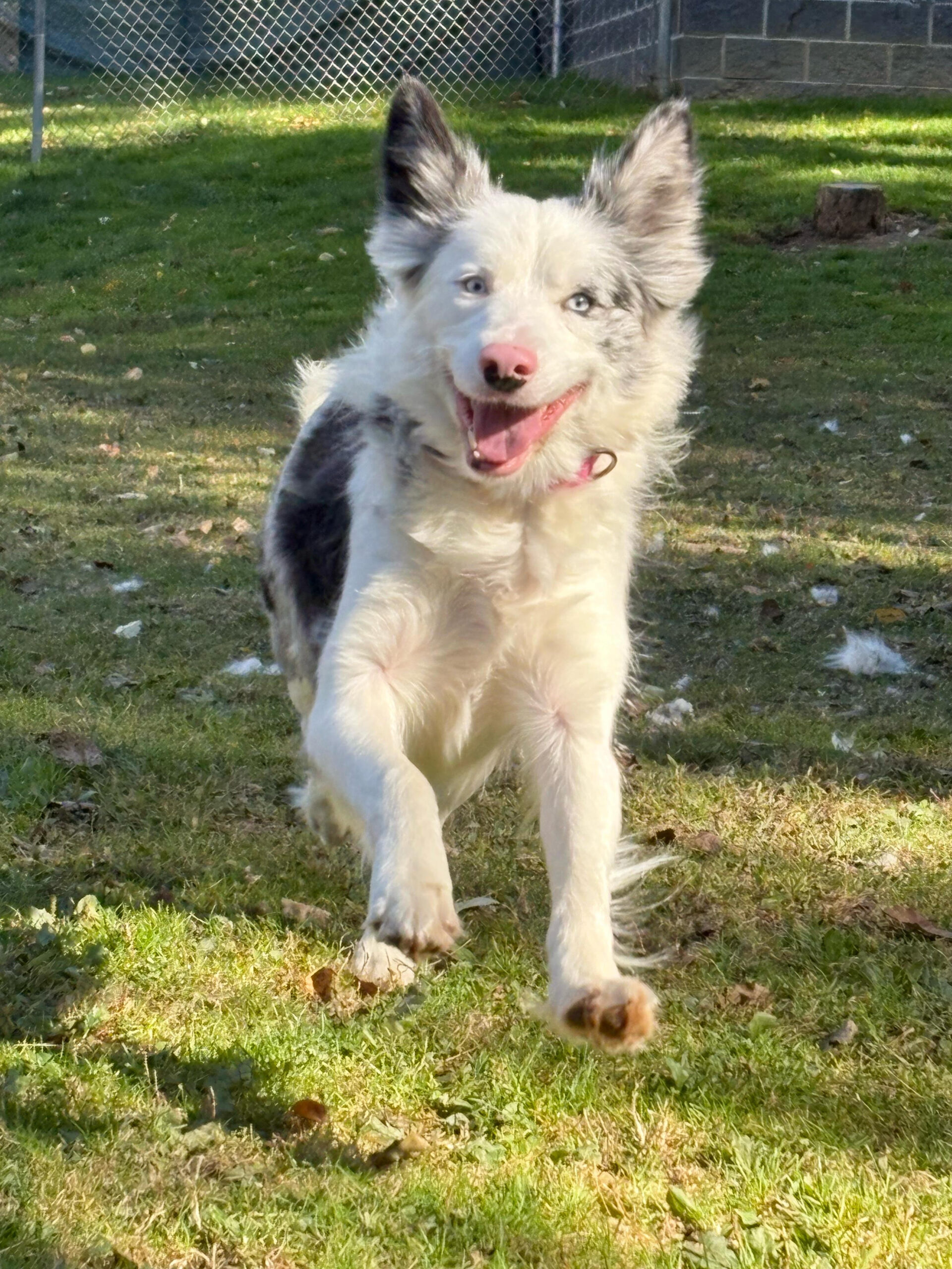 Marvelous Is CCHS Pet Of Week | News, Sports, Jobs - Post Journal